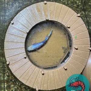 Floating Shrimp Dock Feeder: Aquarium Feeding Station - Etsy
