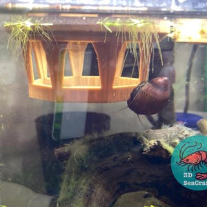 Floating Shrimp Dock Feeder: Aquarium Feeding Station - Etsy