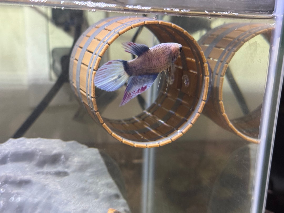Barrel Betta Hide: Aquarium Fish Perch - Etsy