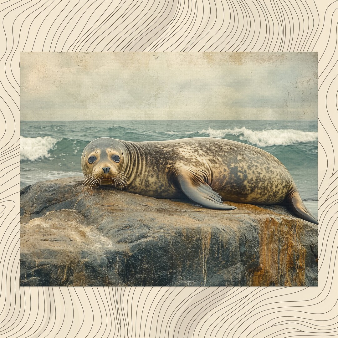 Seal Canvas Wall Art Lounging Rocks, Ocean View Natural Light Detailed ...