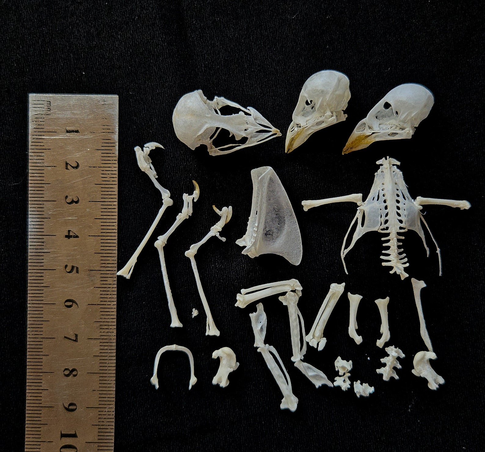 Small Birds Skull and Bones Set - Etsy