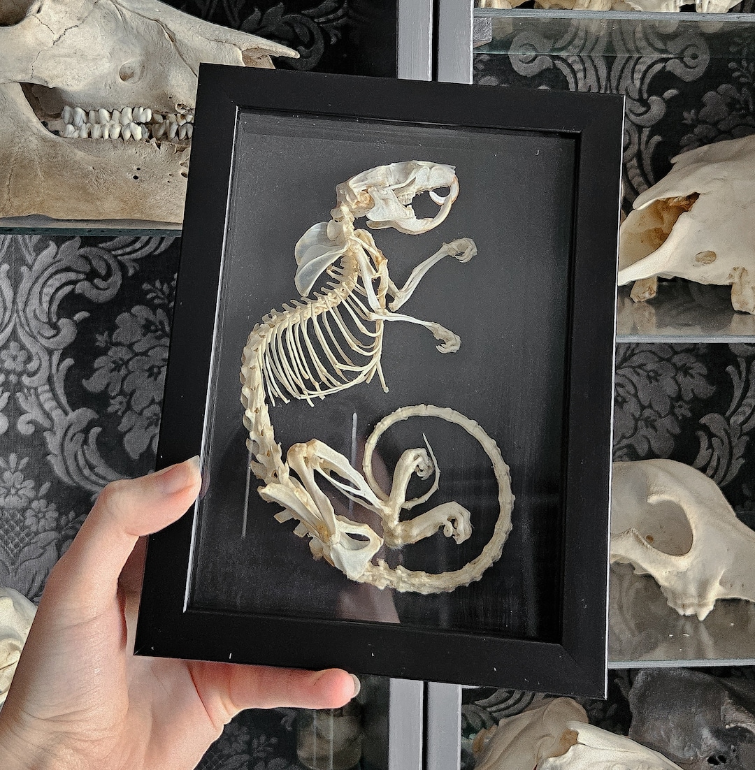 Real Rat Skeleton, Big Rat Skeleton, Animal Skeleton, Taxidermy - Etsy