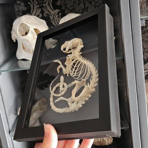 Real Rat Skeleton, Big Rat Skeleton, Animal Skeleton, Taxidermy ...