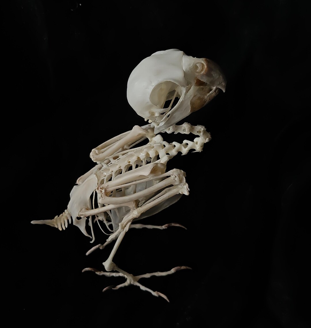 Birds Skeleton, Real Animal Skeleton, Preserved Animal Bones, Ethically ...