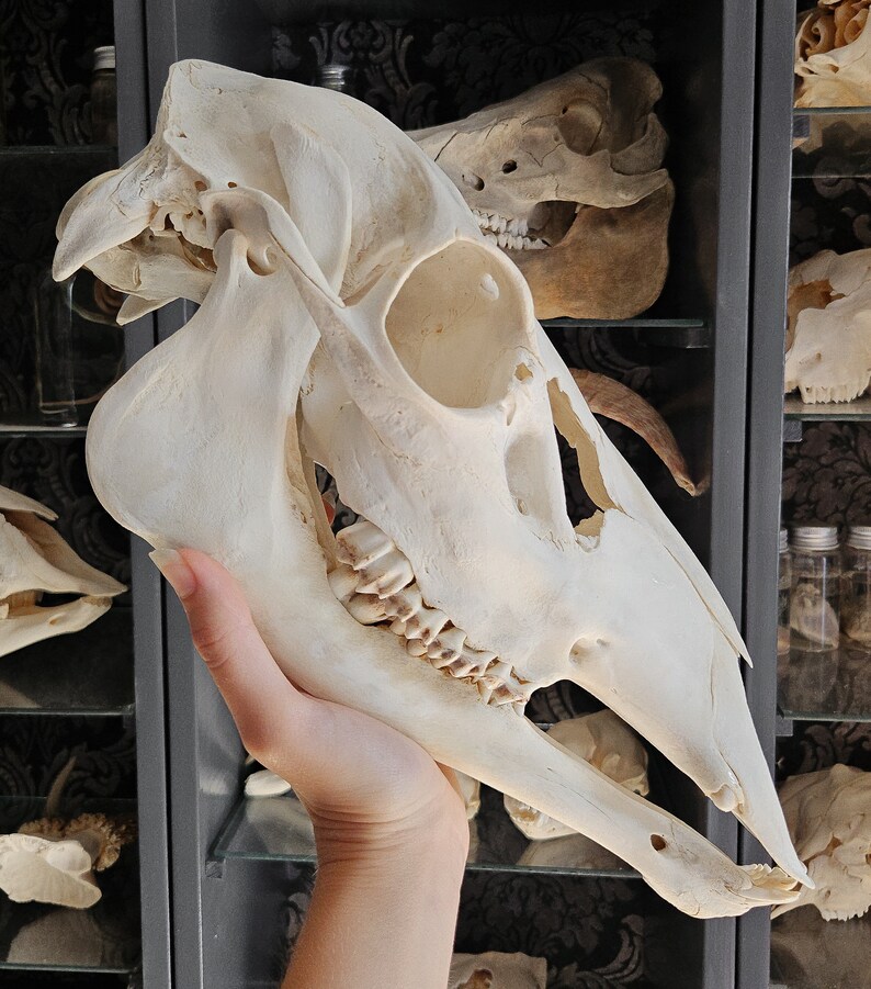 Real Skull Wild Animal, Degreased and Bleached Bone - Etsy