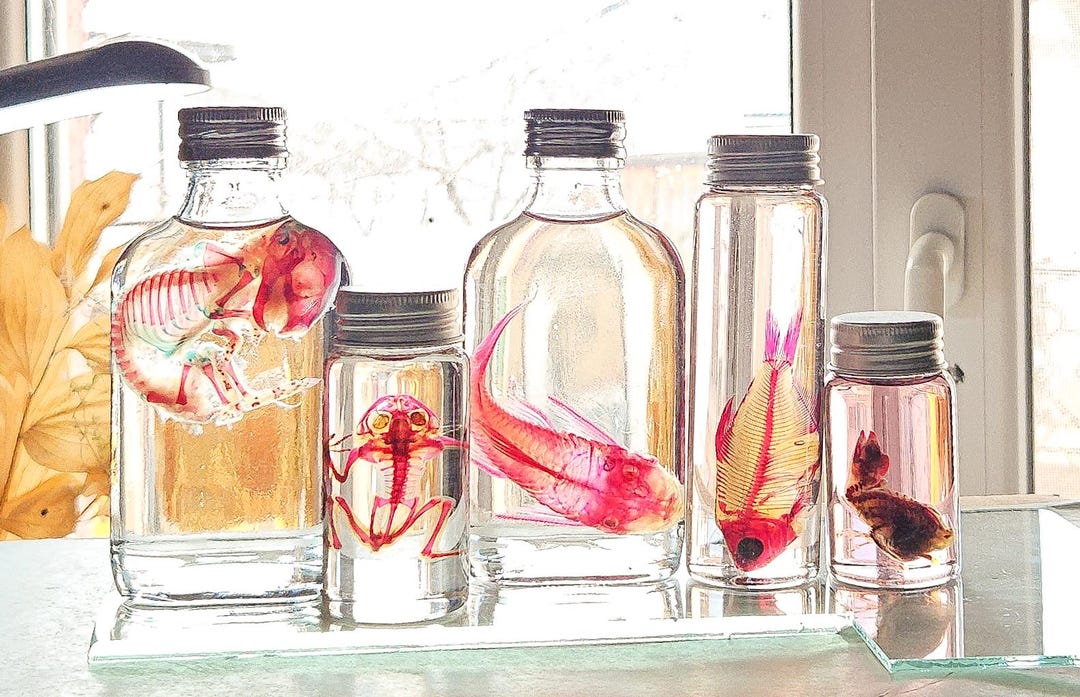 Diaphonized Specimen, Diaphonized Animal, Preserved Animal Bones ...