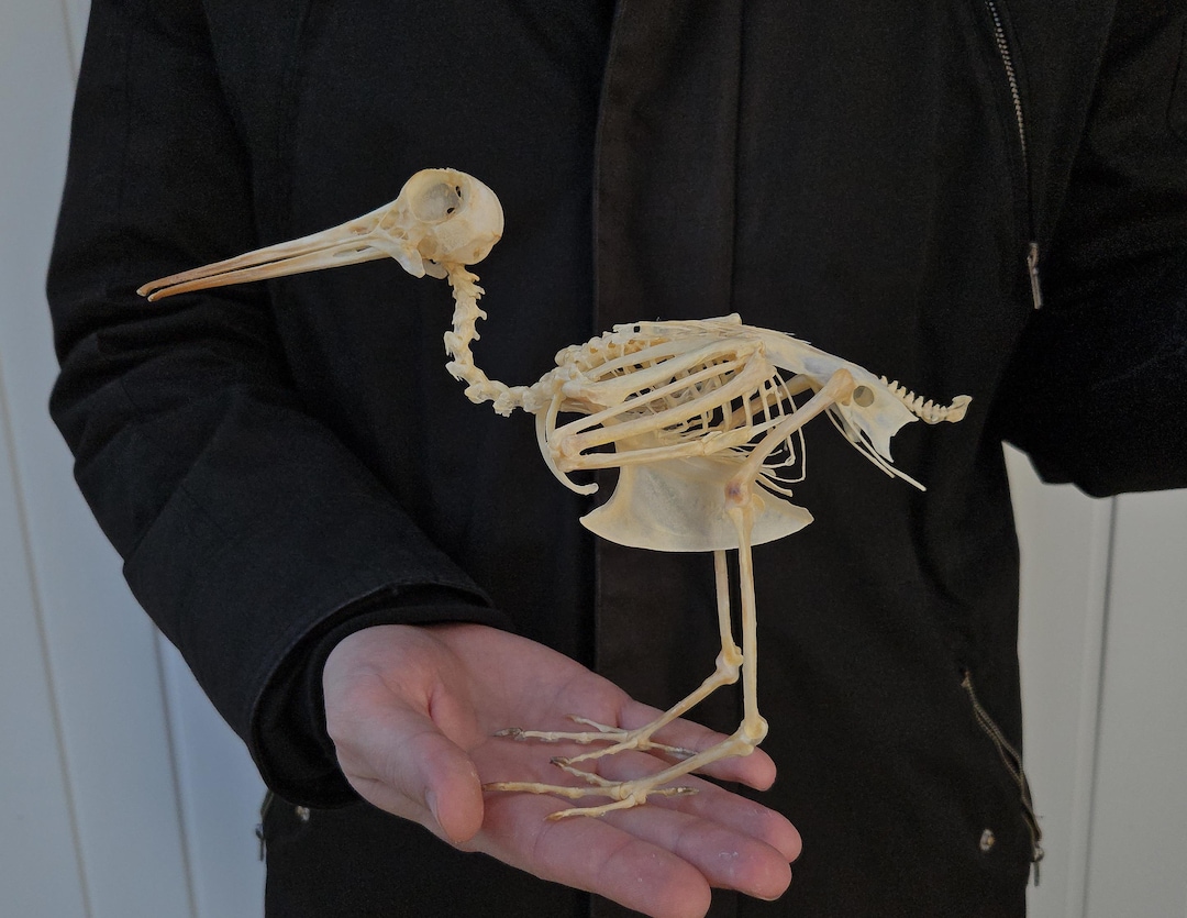 Birds Skeleton, Animal Skeleton, Replica Bird Skeleton, 3D Printed ...