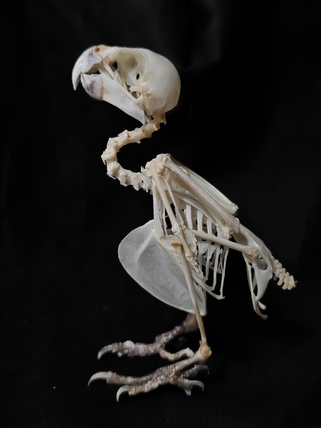 Birds Skeleton, Real Animal Skeleton, Preserved Animal Bones, Ethically ...
