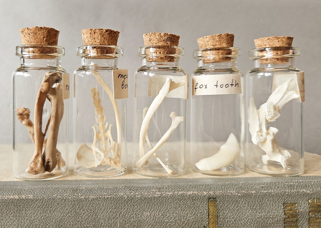 Animal Bones, Glass Jar With Bones, Goth Decor, Animal Teeth, Ribs ...