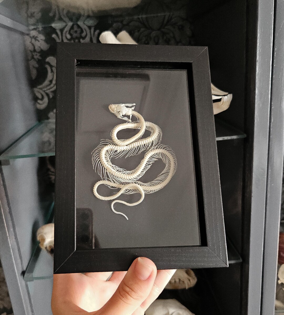 Animal Skeleton, Real Snake Skeleton, Taxidermy - Etsy