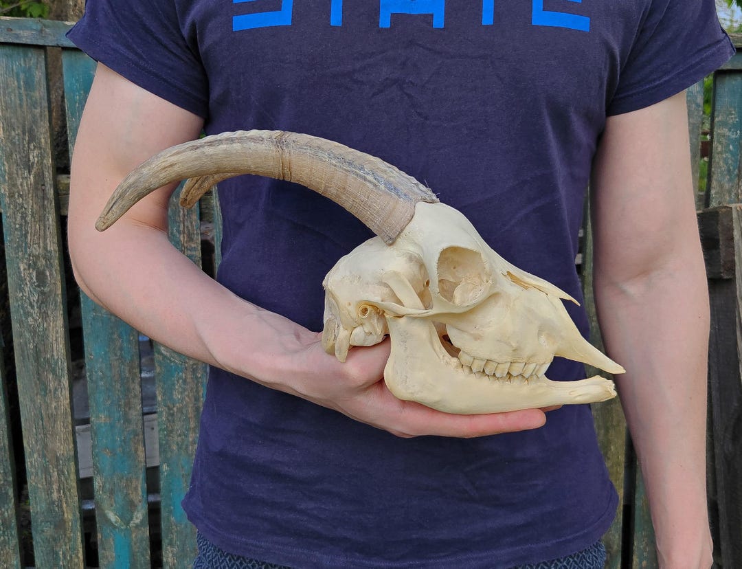 Goat Skull, Animal Skull, Oddities, Curiosity, Vulture Culture - Etsy