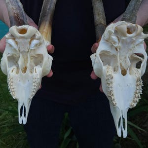 Goat Skull, Animal Skull, Oddities, Curiosity, Vulture Culture - Etsy