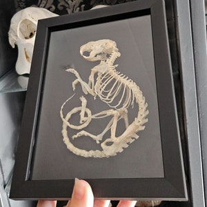Real Rat Skeleton, Big Rat Skeleton, Animal Skeleton, Taxidermy ...