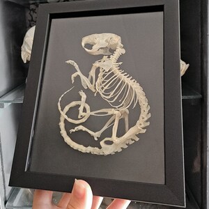 Real Rat Skeleton, Big Rat Skeleton, Animal Skeleton, Taxidermy ...
