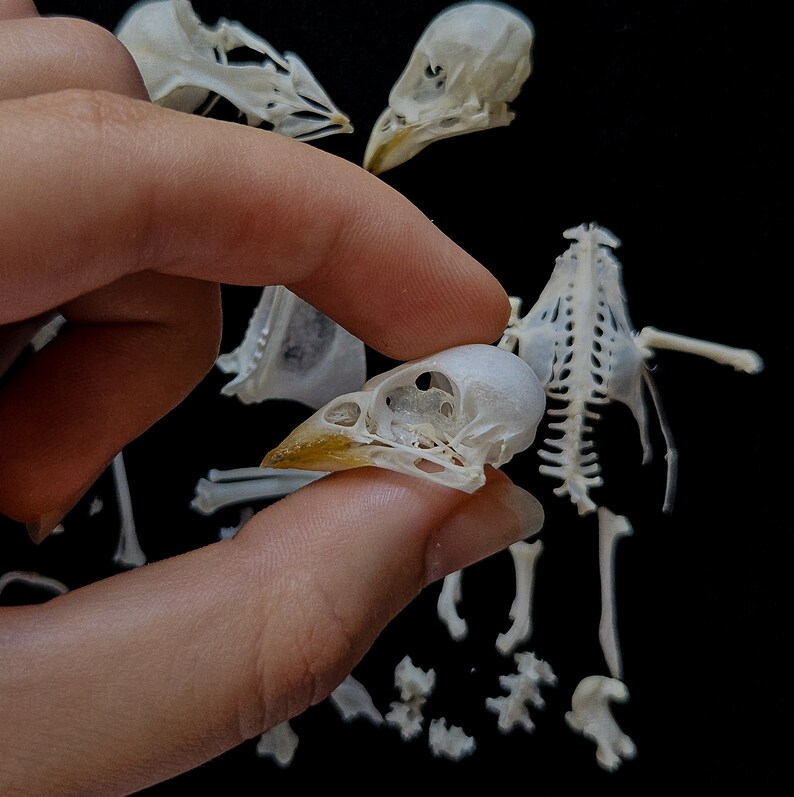 Small Birds Skull and Bones Set - Etsy