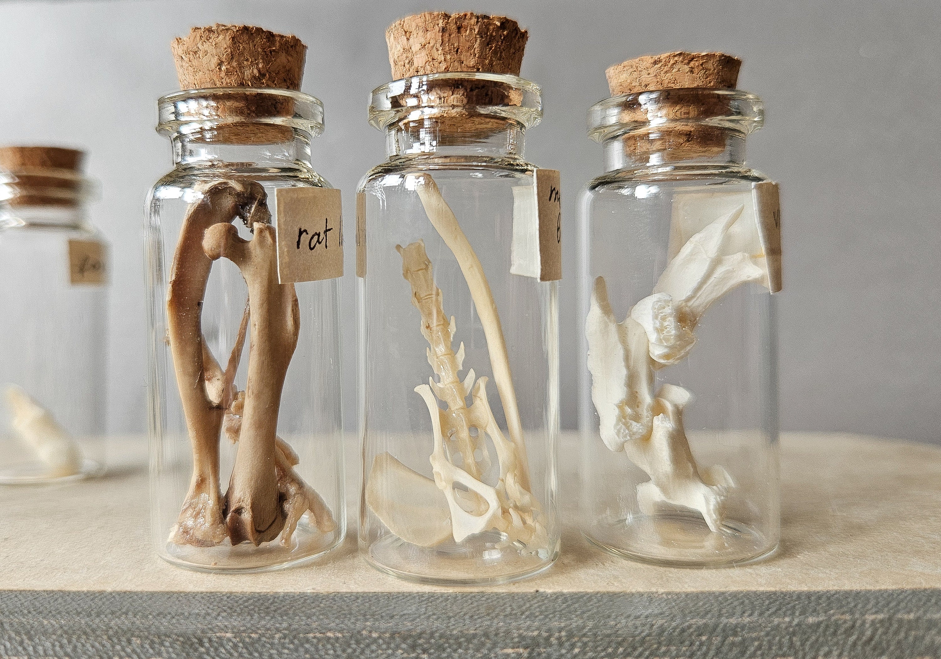 Animal Bones, Glass Jar With Bones, Goth Decor, Animal Teeth, Ribs ...