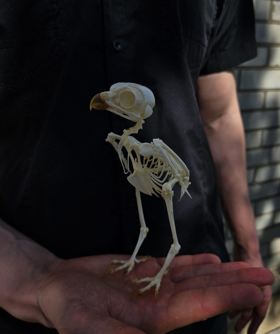 Birds Skeleton, Animal Skeleton, Replica Bird Skeleton, 3D Printed ...