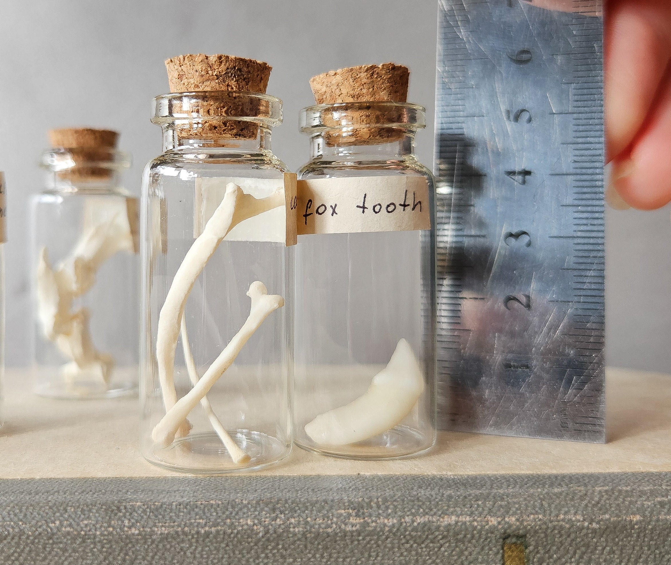 Animal Bones, Glass Jar With Bones, Goth Decor, Animal Teeth, Ribs ...