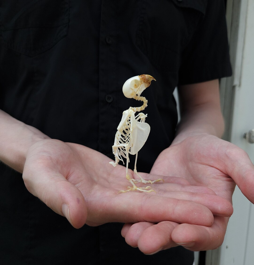 Birds Skeleton, Animal Skeleton, Replica Bird Skeleton, 3D Printed ...