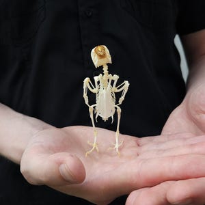 Birds Skeleton, Animal Skeleton, Replica Bird Skeleton, 3D Printed ...