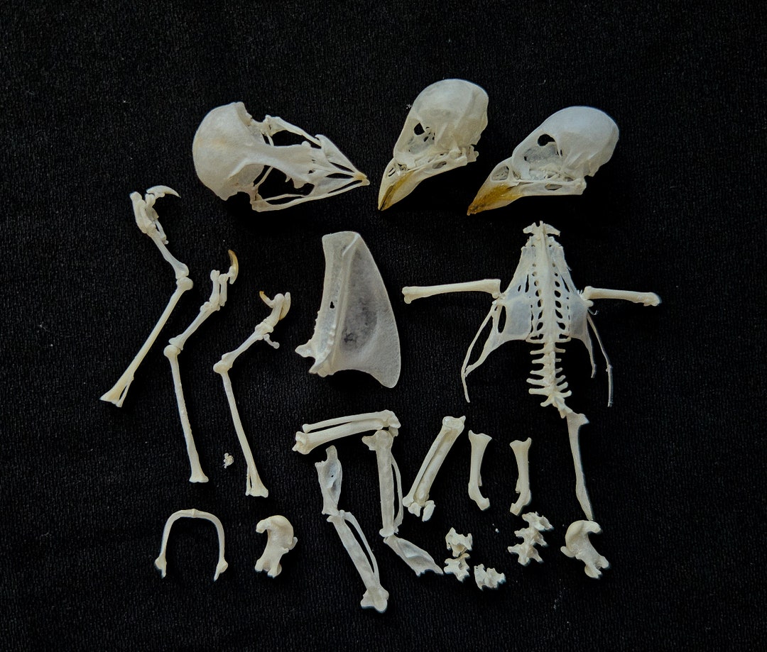 Small Birds Skull and Bones Set - Etsy