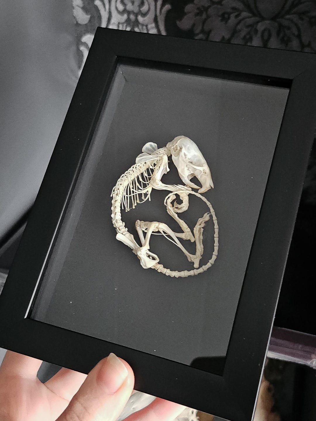 Framed Animal Skeleton, Animal Skeleton Frame, Animal Skeleton Black ...