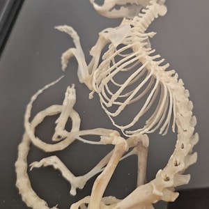 Real Rat Skeleton, Big Rat Skeleton, Animal Skeleton, Taxidermy ...
