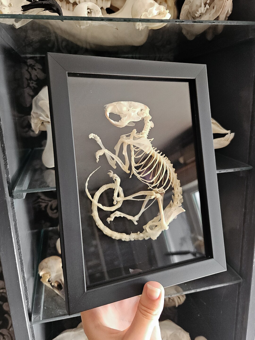Real Rat Skeleton, Big Rat Skeleton, Animal Skeleton, Taxidermy ...