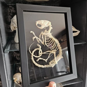 Real Rat Skeleton, Big Rat Skeleton, Animal Skeleton, Taxidermy ...