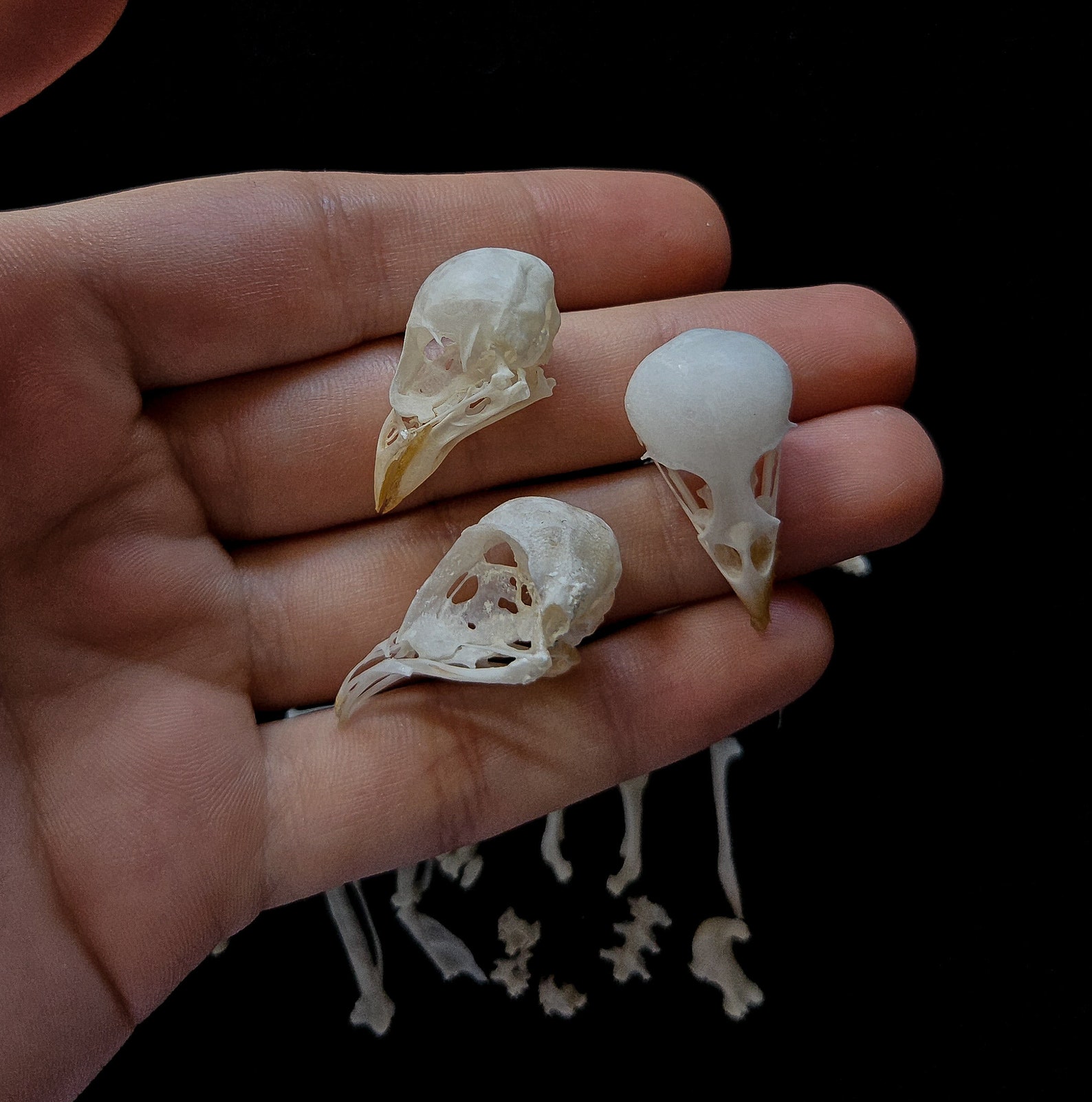 Small Birds Skull and Bones Set - Etsy