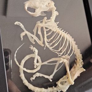 Real Rat Skeleton, Big Rat Skeleton, Animal Skeleton, Taxidermy ...