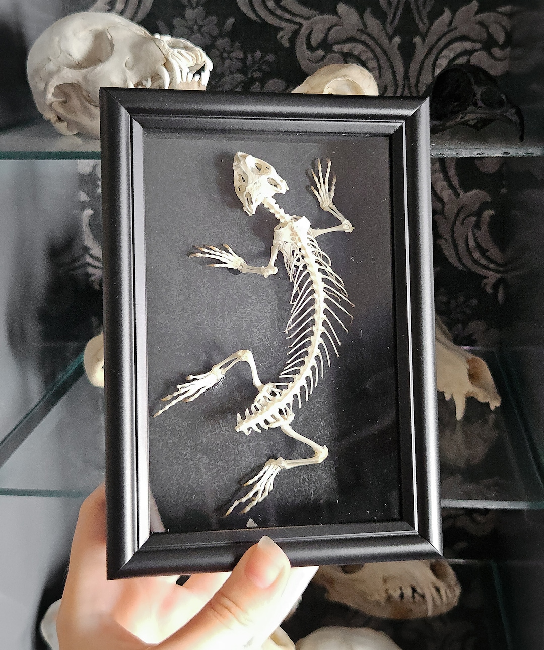 Framed Animal Skeleton, Big Animal Skeleton, Taxidermy - Etsy