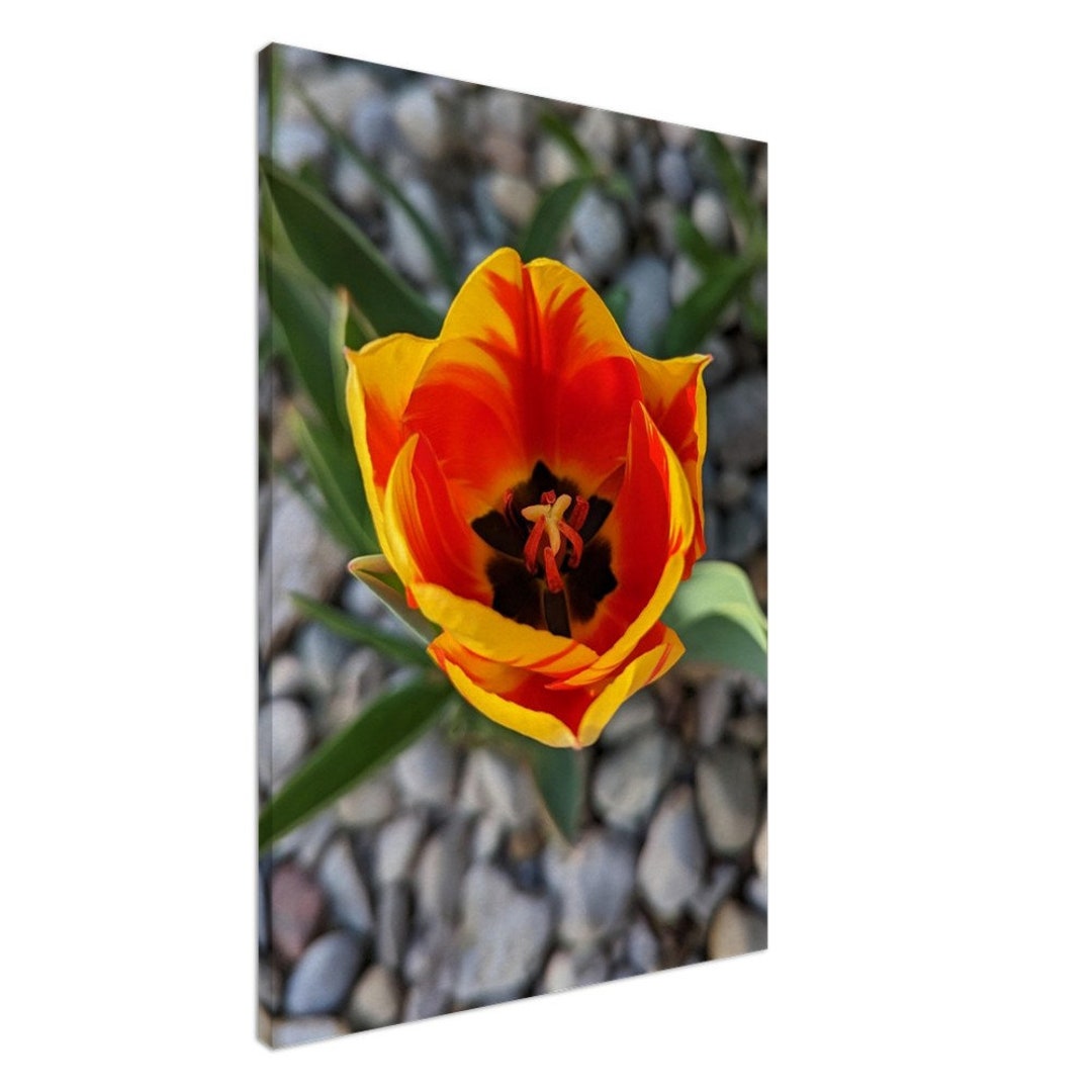 Canvas: Banja Luka Tulip - Etsy