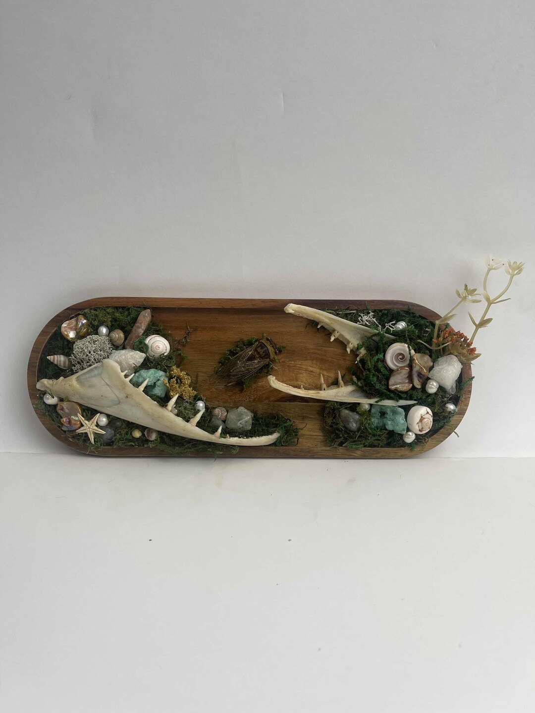 Real Gar Jaw With Real Cicada, Shells, and Moss - Etsy