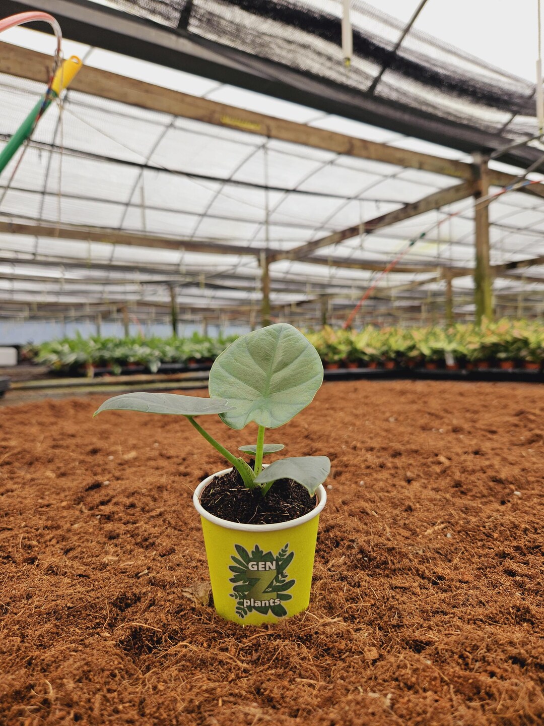 Alocasia Bisma in 2" Pot - Indoor Plants - House Plant - Genz - Baby ...