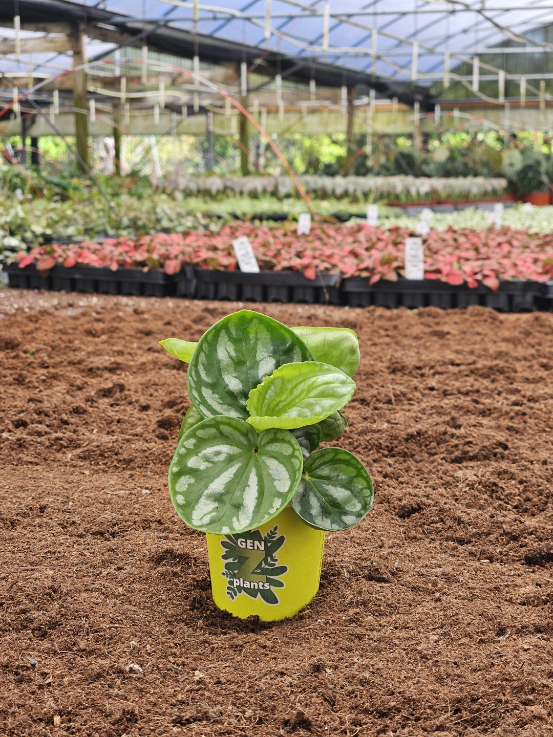 Peperomia Ecuador 2" Pot - Indoor Plants - House Plant - Genz - Baby ...