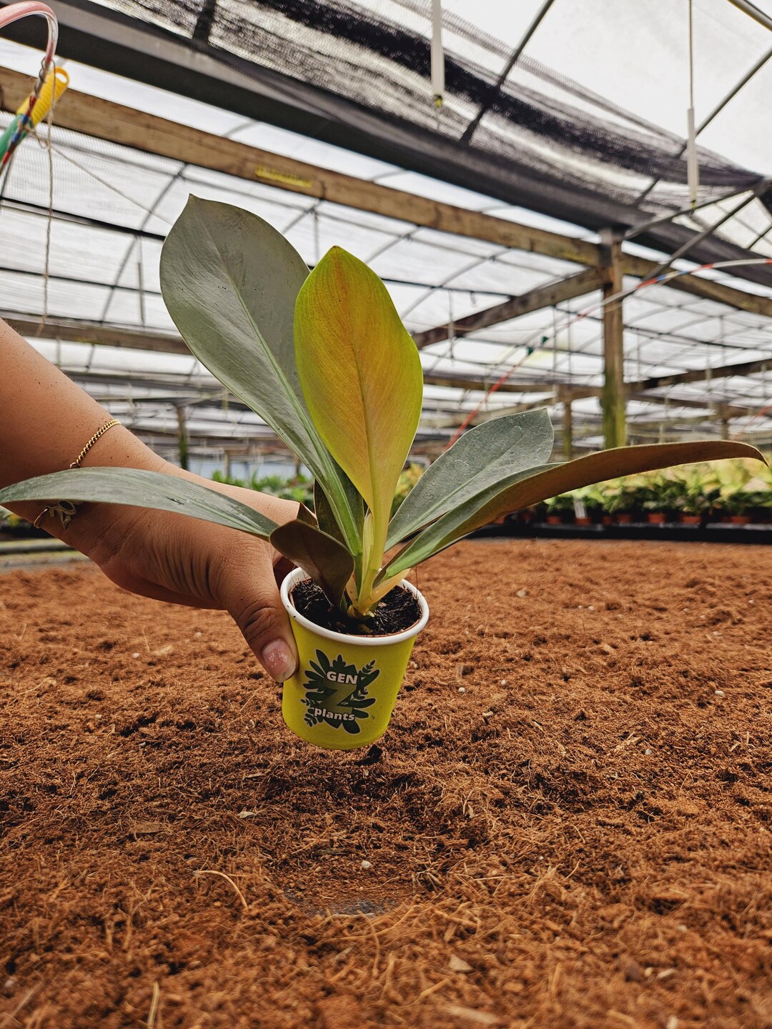 Philodendron Linnae Kunth in 2" Pot - Indoor Plants - House Plant ...