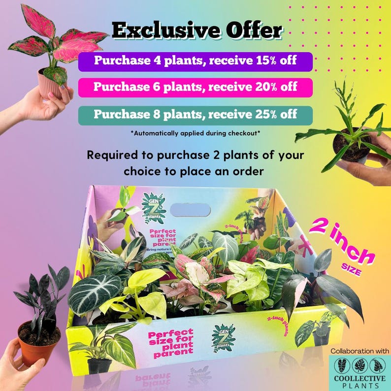 Calathea Makoyana 2" Pot: Rare Peacock Plant – Tropical Indoor ...