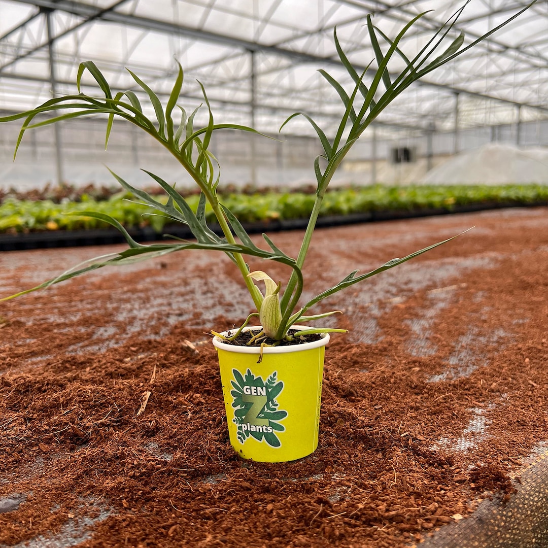Philodendron Tortum 2" Pot: Rare Skeleton Leaf Aroid – Tropical Indoor ...