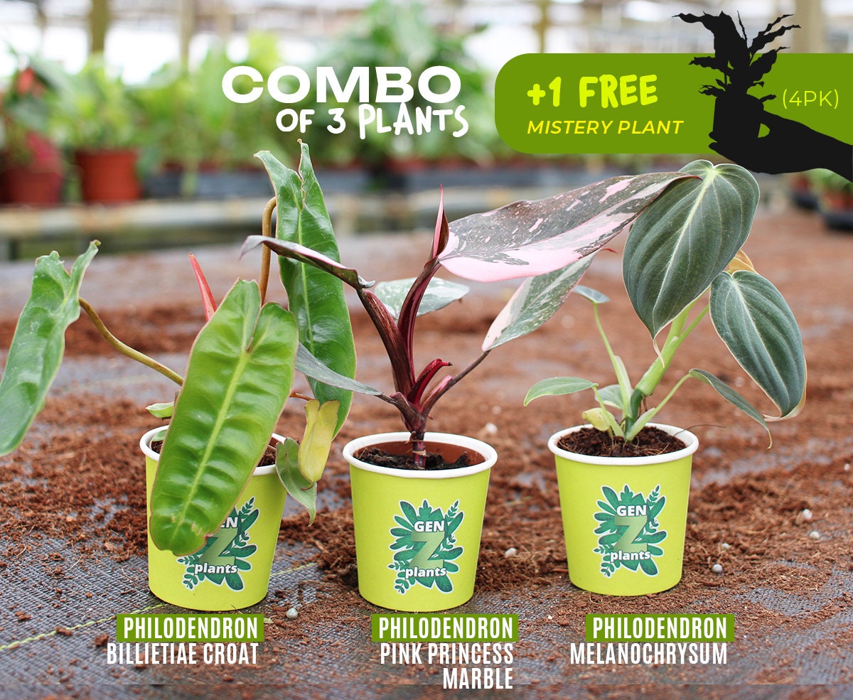 COMBO 3 Plants 1 Mistery Houseplant Live in 2 Inch Pots, Starter Plant ...