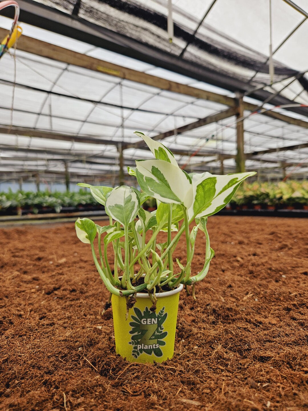 Pothos N’ Joy 2" Pot: Mini Variegated Leaf Plant – Genz Baby Plant for ...