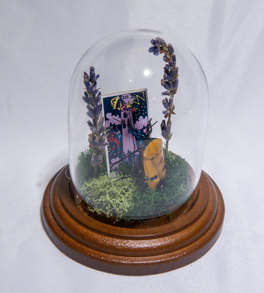 Real Insect Specimen Diorama With Miniature Tarot Card - Etsy