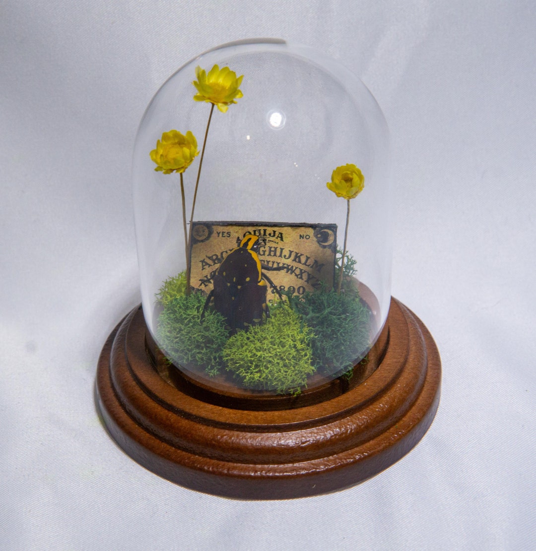 Real Insect Specimen Diorama With Miniature Ouija Board - Etsy