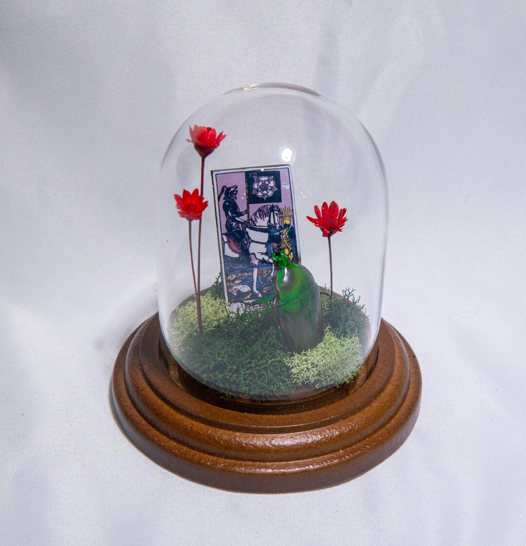 Real Insect Specimen Diorama With Miniature Tarot Card - Etsy