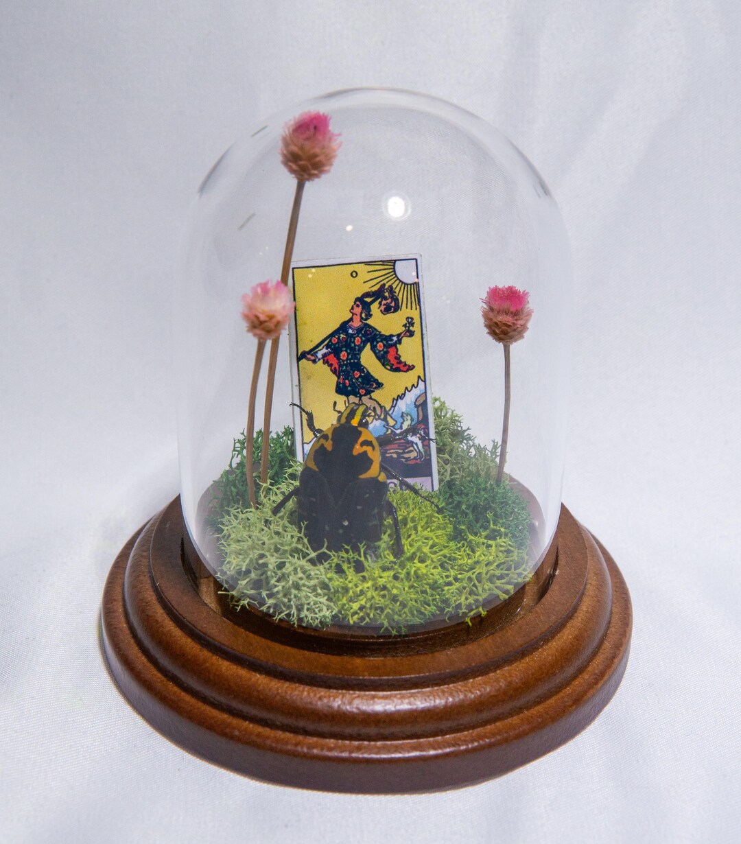 Real Insect Specimen Diorama With Miniature Tarot Card - Etsy