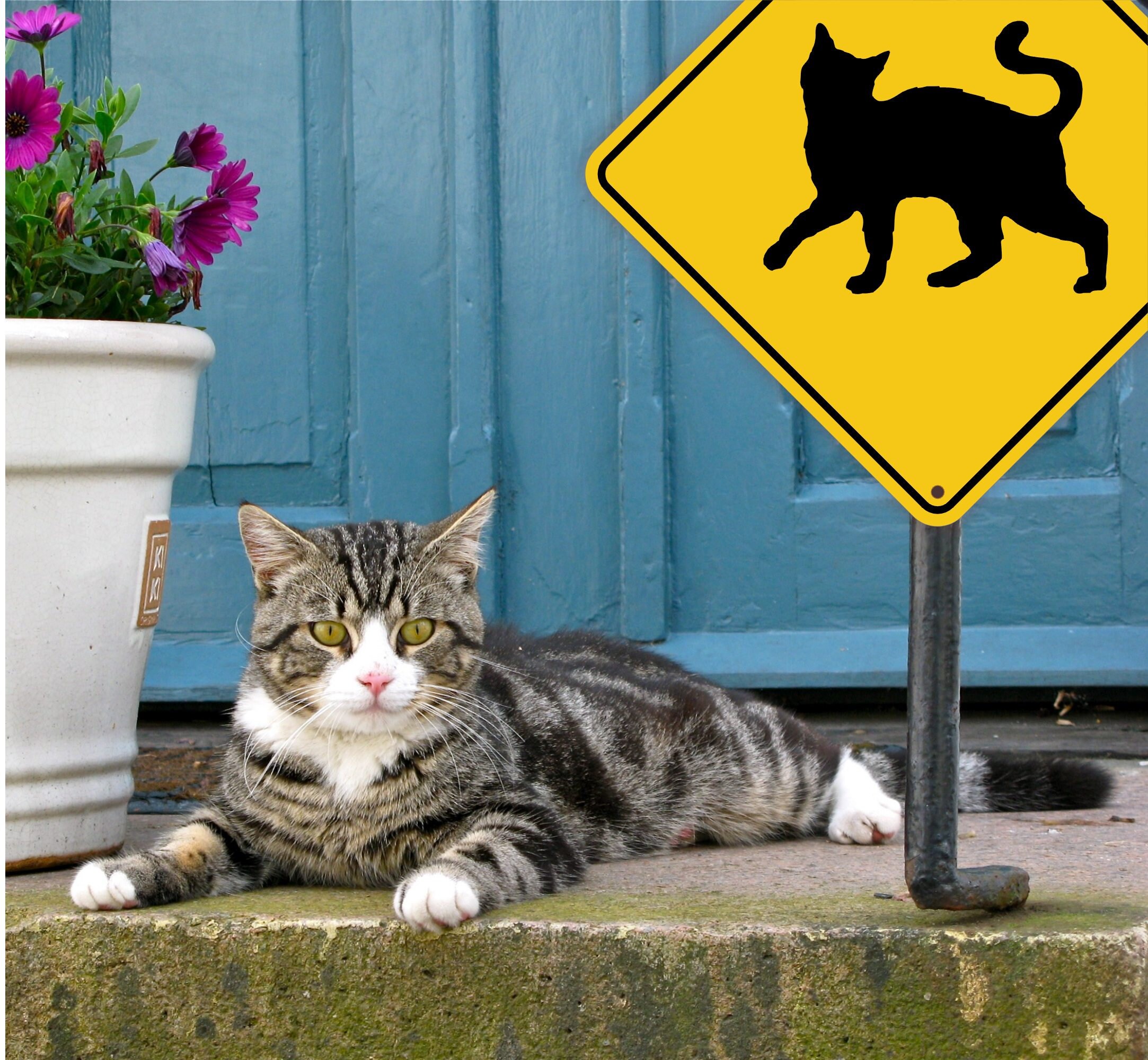 Cat Warning Sign: Miki Design, Weatherproof Metal Art (27x27cm ...