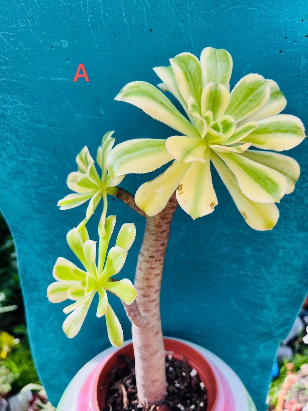 Rare Aeonium Variegated Maybach/live Rooted Get 2 Free Succulent ...