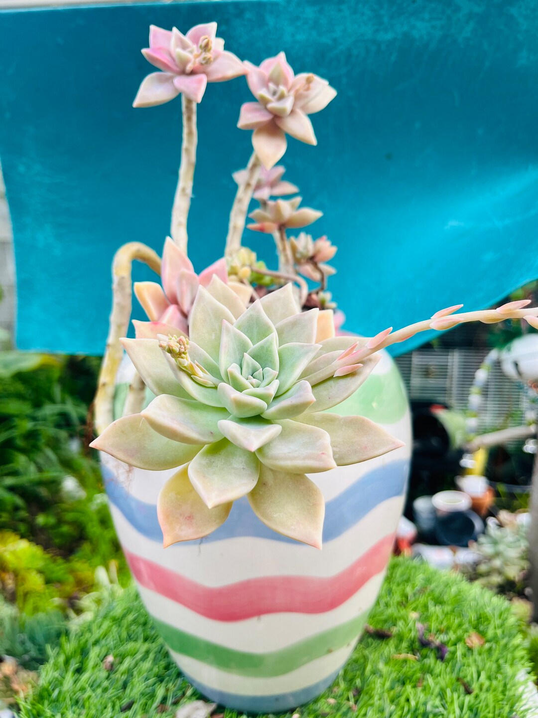 Unique Shape Graptoveria victor of Kane Succulent Combines Bonsai Old ...
