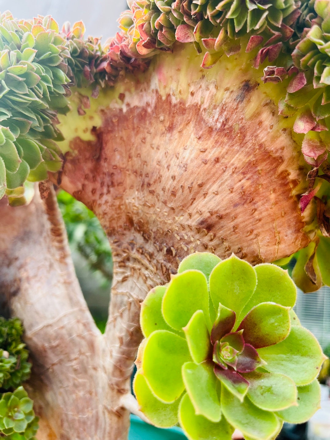 Rare Big Aeonium halloween Crested Live Rooted朵朵綴 Old Trunk, Bonsai Get ...