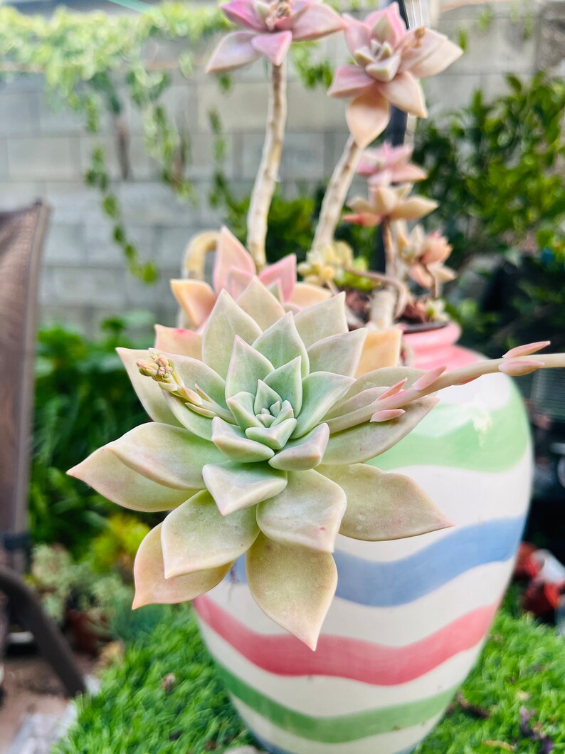 Unique Shape Graptoveria victor of Kane Succulent Combines Bonsai Old ...